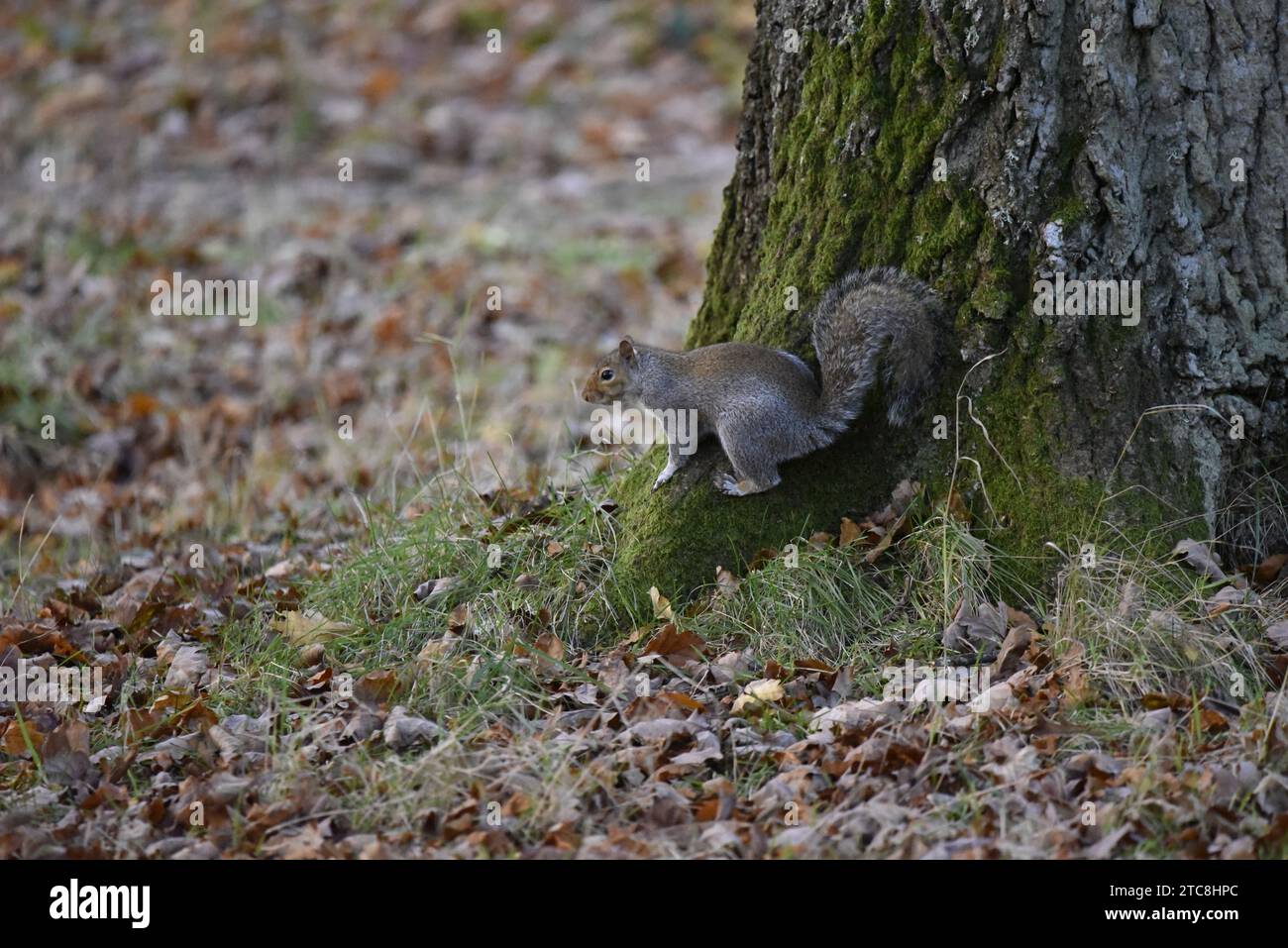 Grey Squirrel (Sciurus carolinensis) Moving Along the Base of a Green ...