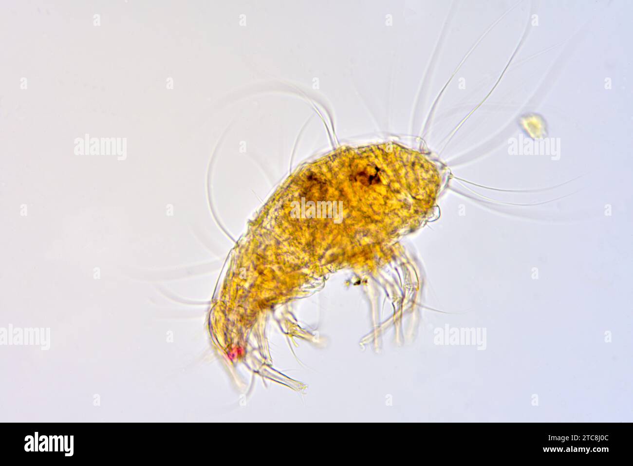 Dust mite or house dust mite (Dermatophagoides sp.). Light microscope ...