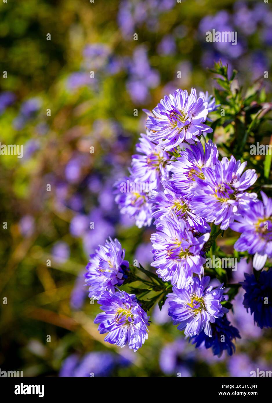 This is a stunning view of the wildflowers at Yoyogi park in Tokyo ...