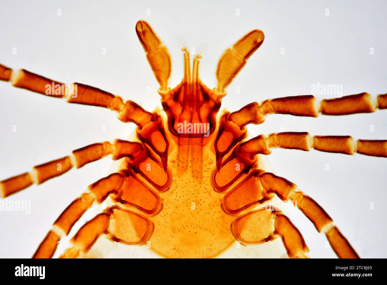 Tick (Ixodes sp.) cephalothorax. Light microscope X50 at 10 cm wide ...
