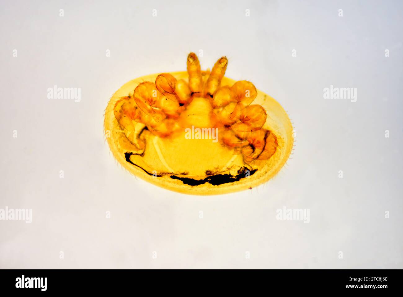 Varroa sp hi-res stock photography and images - Alamy