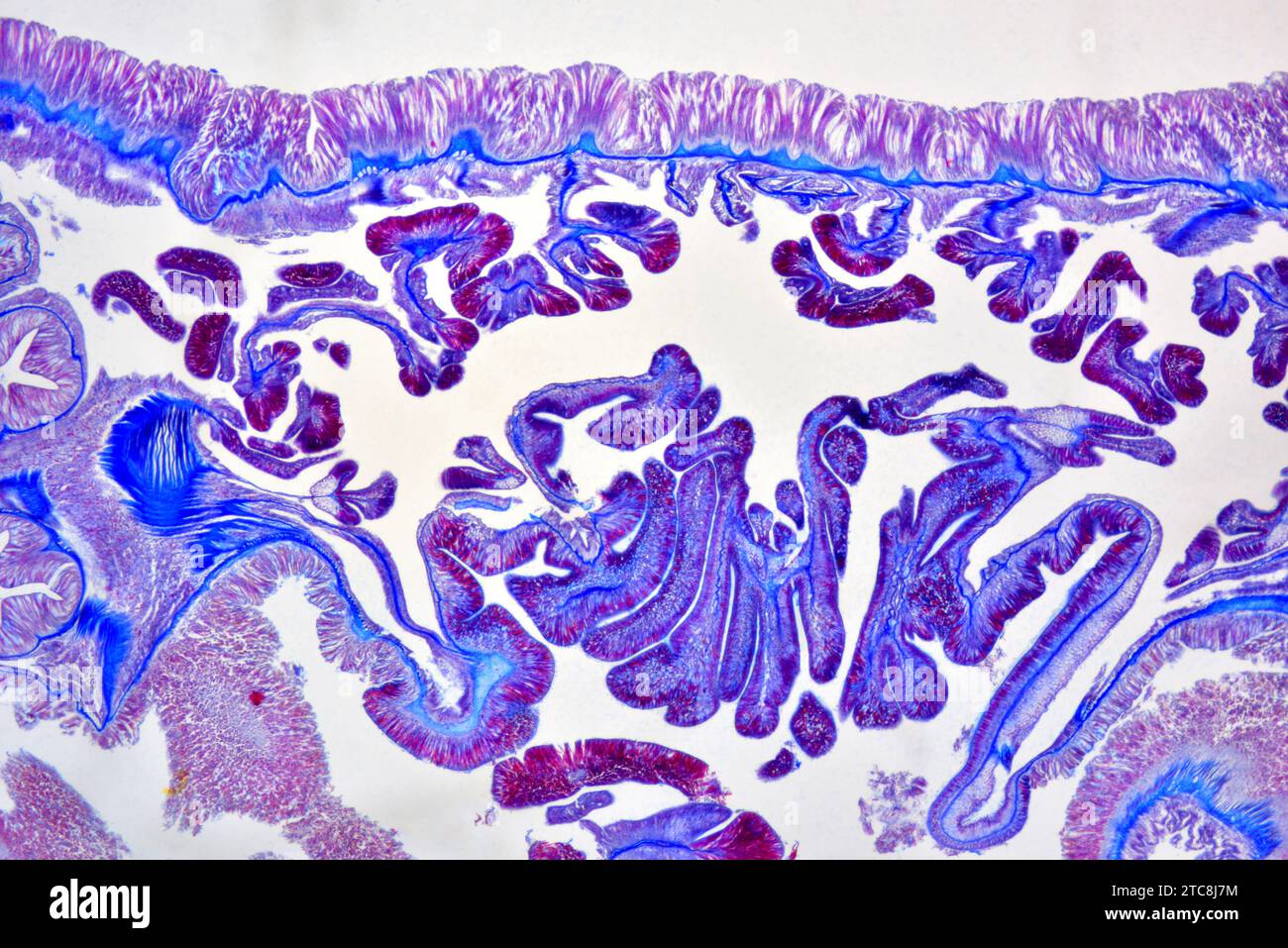 Sea anemone microscope hi-res stock photography and images - Alamy