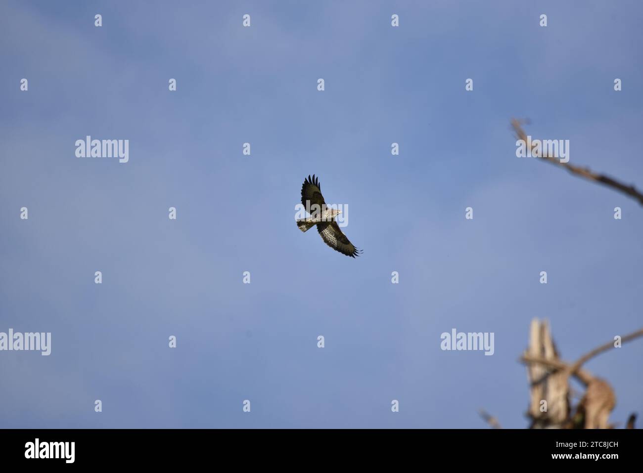 Visible markings underneath hi-res stock photography and images - Alamy