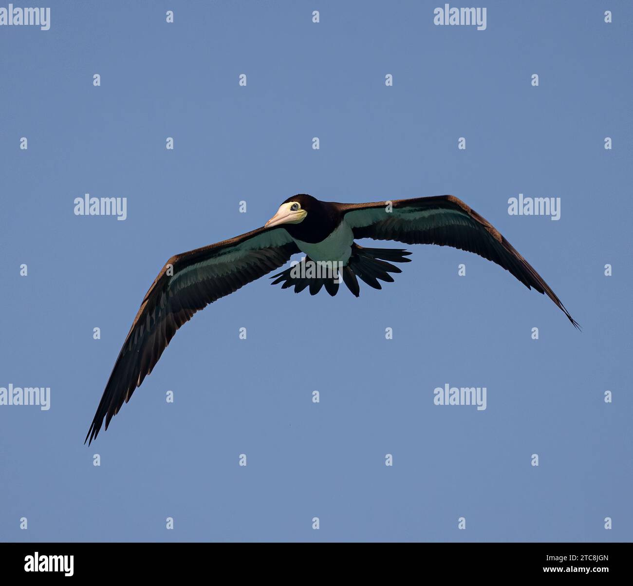A magnificent short-tailed albatross in flight, soaring above a ...