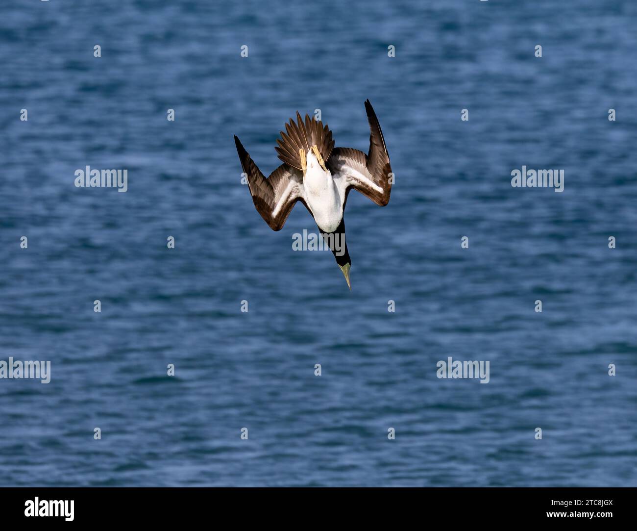 A magnificent short-tailed albatross in flight, soaring above a ...