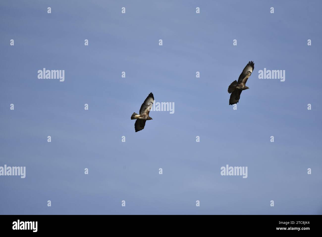 Buzzards uk hi-res stock photography and images - Alamy