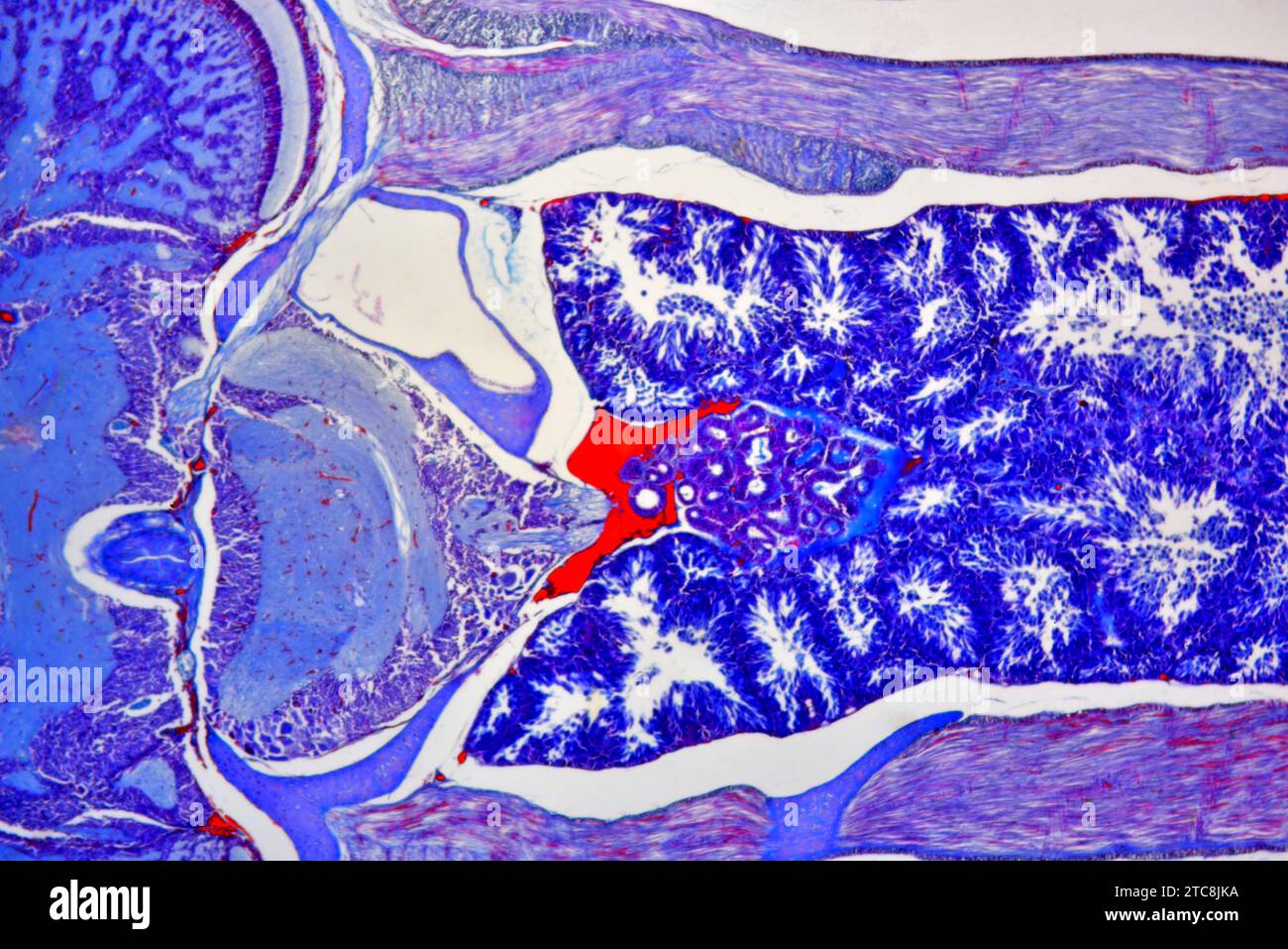 European squid (Alloteuthis subulata), longitudinal section. Light ...