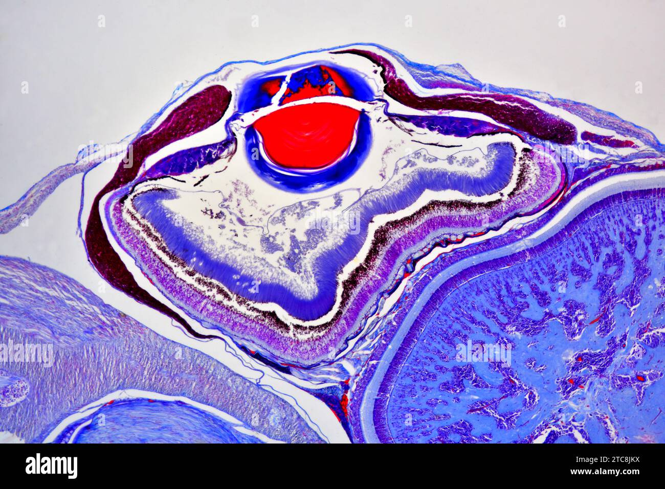 European squid (Alloteuthis subulata), eye section detail. Light ...