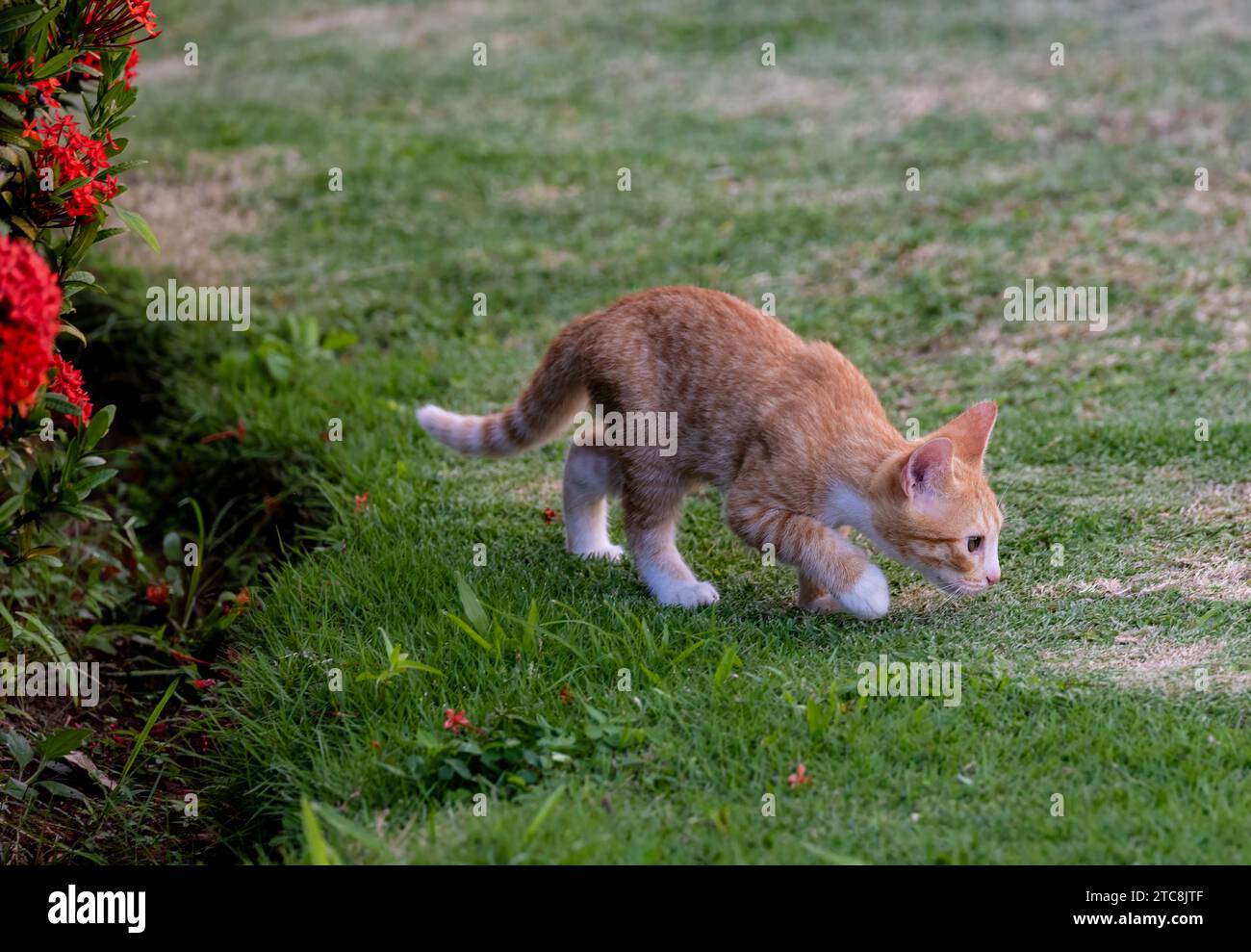A serene brown and white tabby cat leisurely strolling in an outdoor ...
