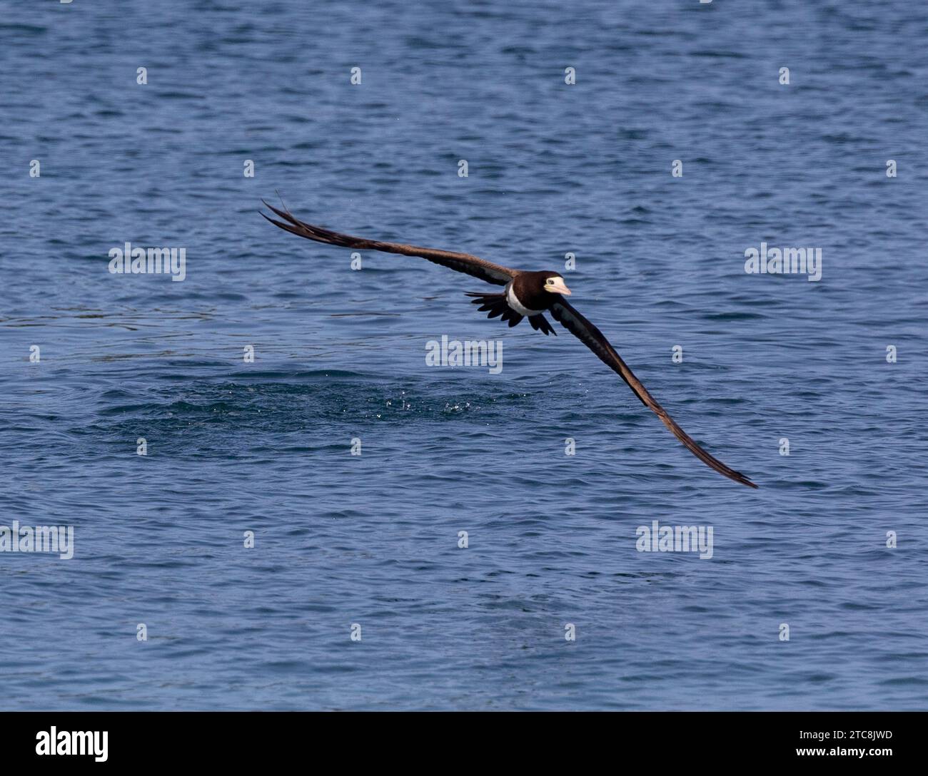 A magnificent short-tailed albatross in flight, soaring above a ...