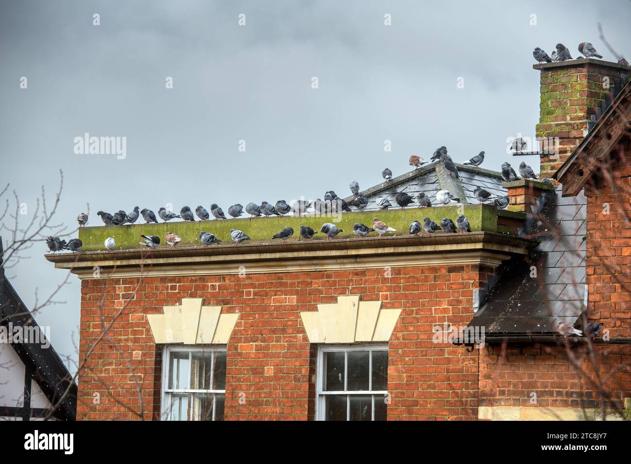 Pigeons perched on a building in Southgate Street, Gloucester UK Stock ...