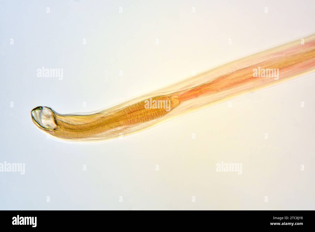 Ancylostoma is an human intestinal parasitic roundworm. Light ...
