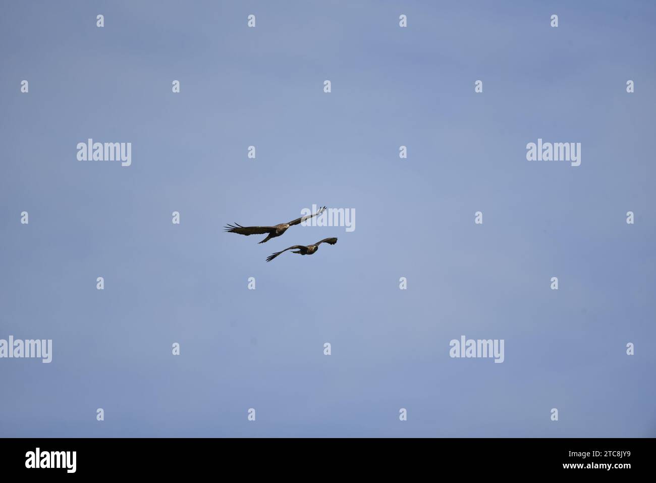 Two facing birds hi-res stock photography and images - Alamy