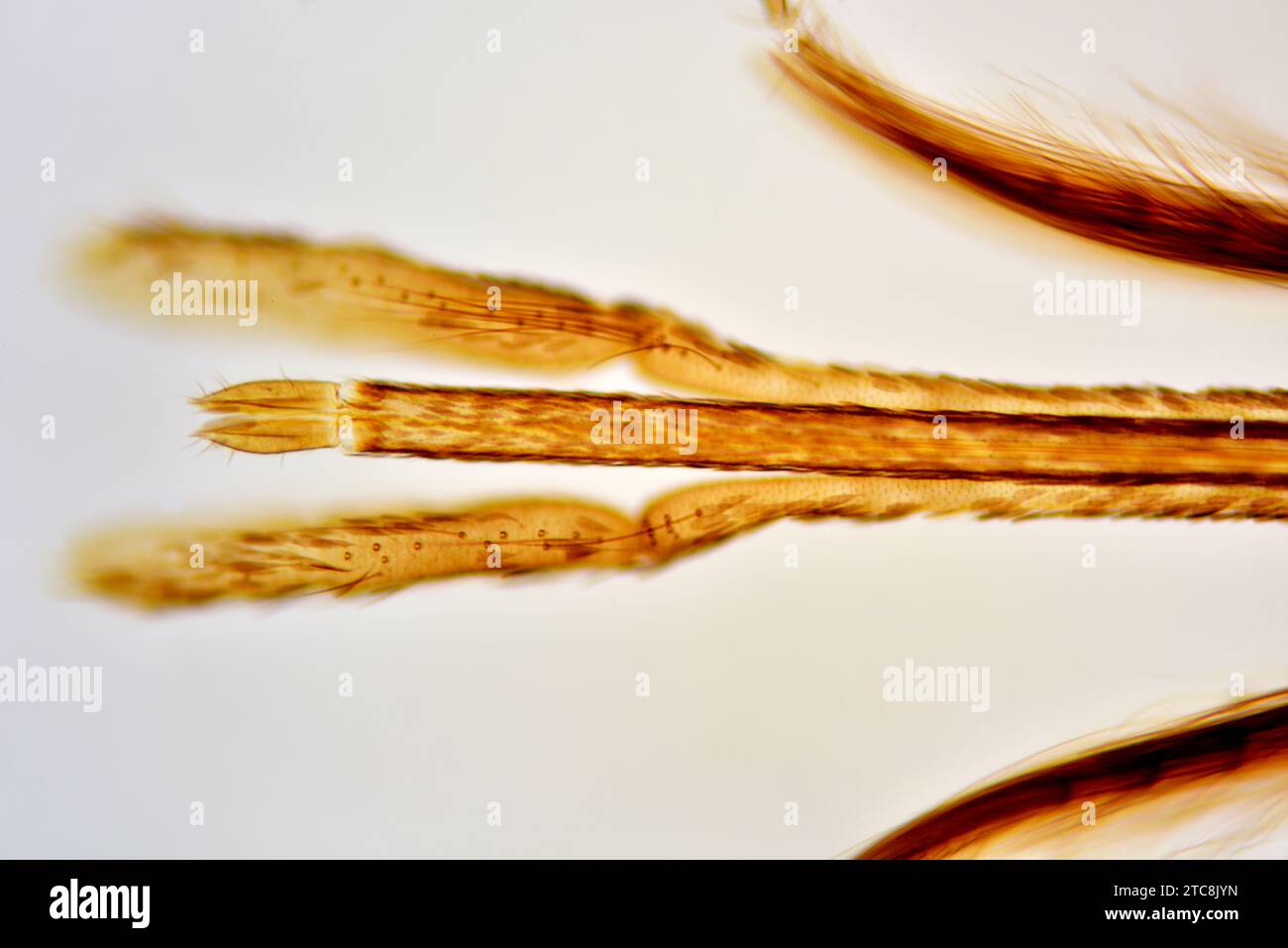 Anopheles mosquito detail showing proboscis, antennas and palps. Light ...