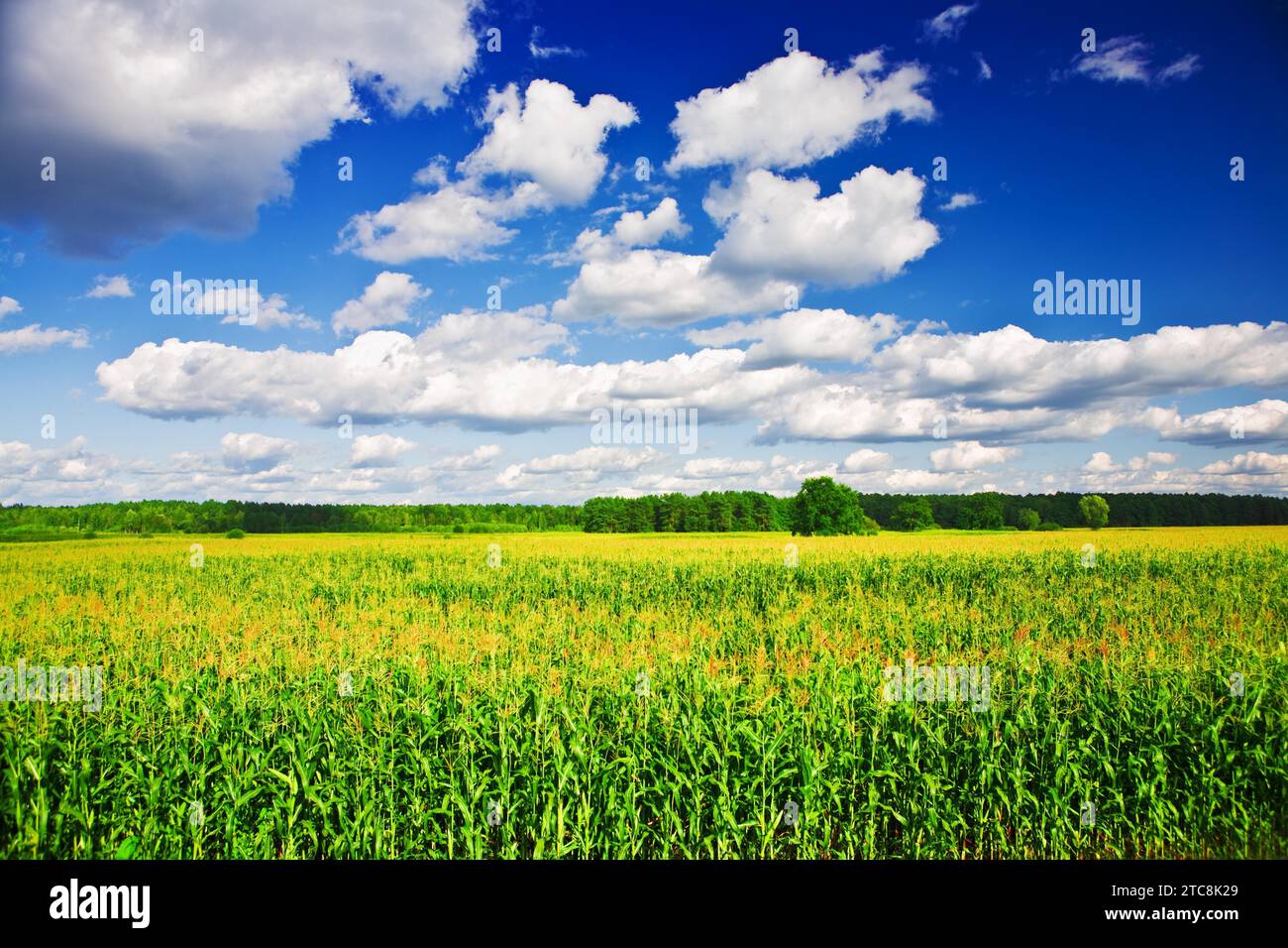 Landscape, corn field Stock Photo - Alamy