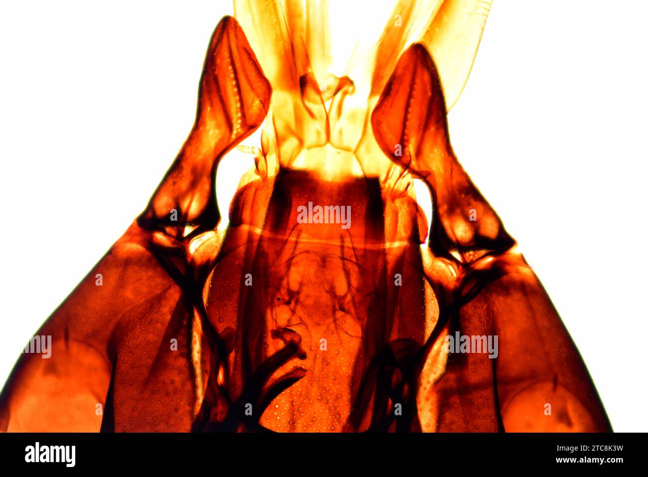 Honey bee (Apis mellifera) detail showing mouth, proboscis and ...