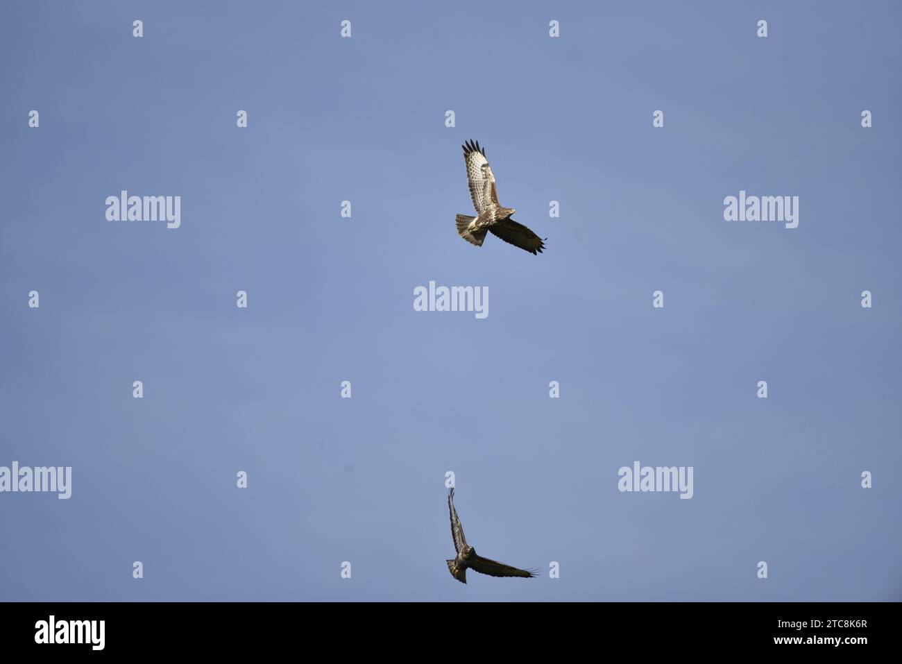 Natjure hi-res stock photography and images - Alamy