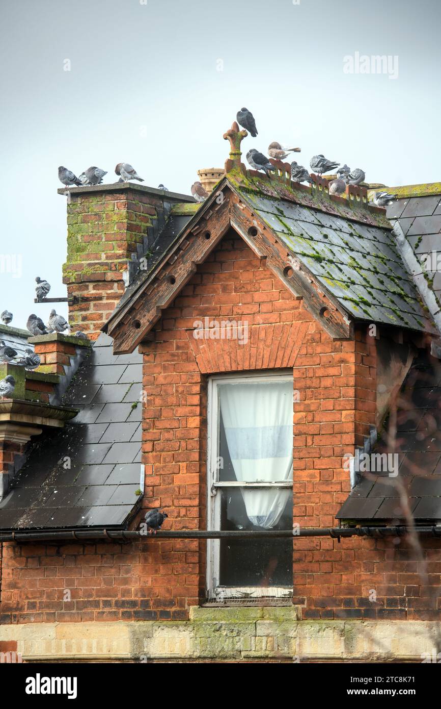 Attic pigeons hi-res stock photography and images - Alamy