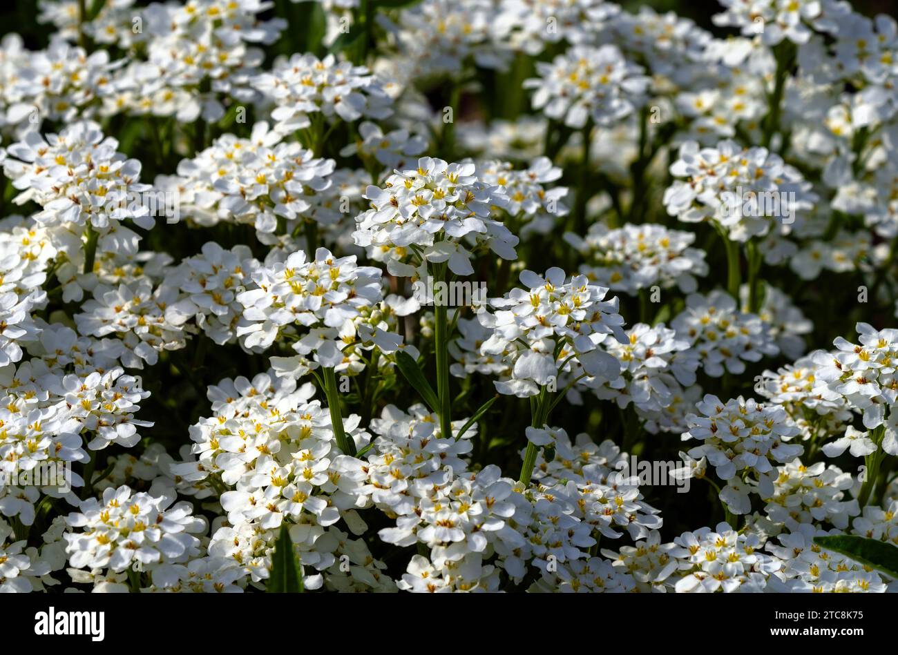 White iberis sempervirens hi-res stock photography and images - Alamy