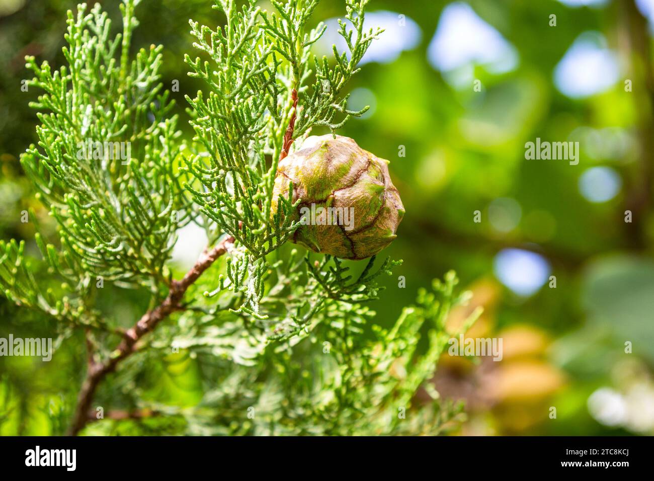 Cypress cone hi-res stock photography and images - Alamy