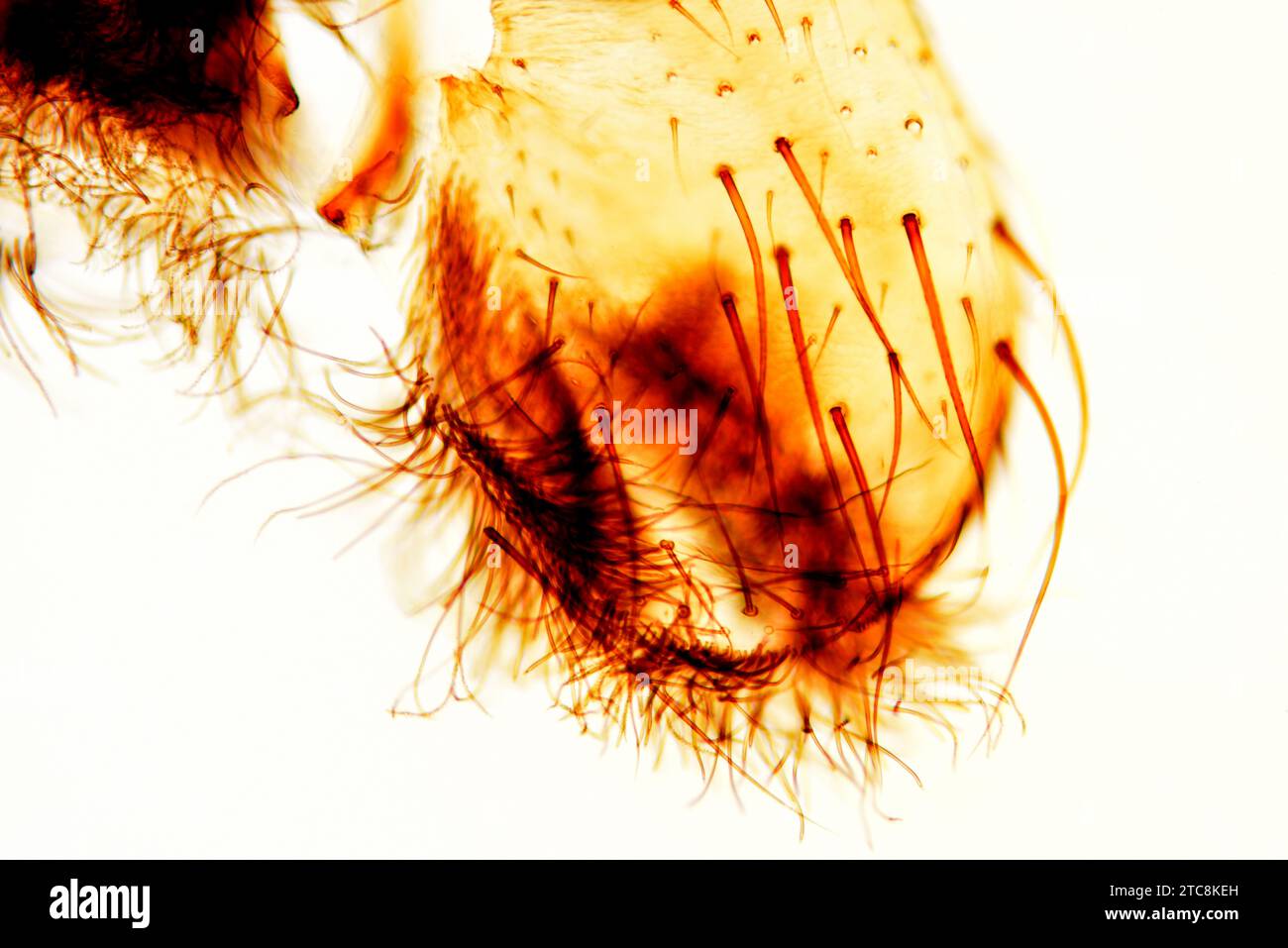 Garden spider (Araneus sp.) palps detail. Light microscope X150 at 10 ...