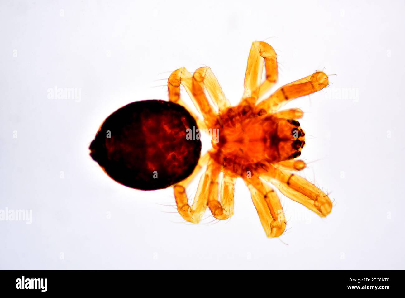 Small spider complete specimen, dorsal view. Light microscope X50 at 10 ...
