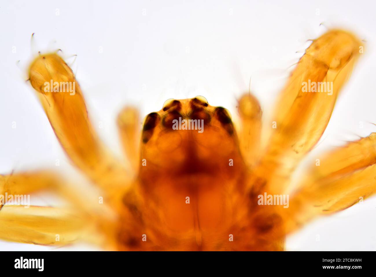 Spider simple eyes. Light microscope X150 at 10 cm wide Stock Photo - Alamy