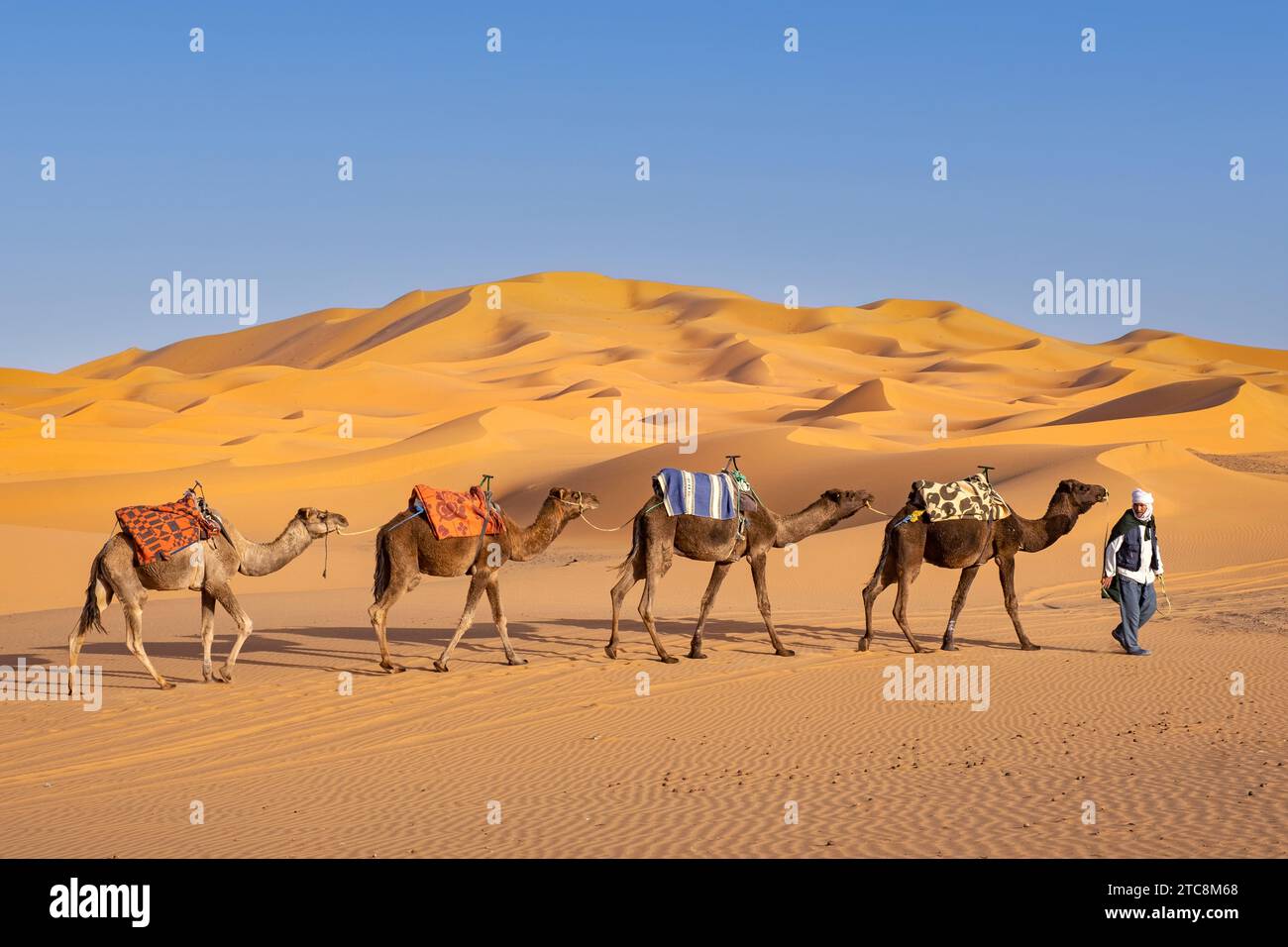 Berber cameleer leading caravan of dromedary camels through sand dunes ...