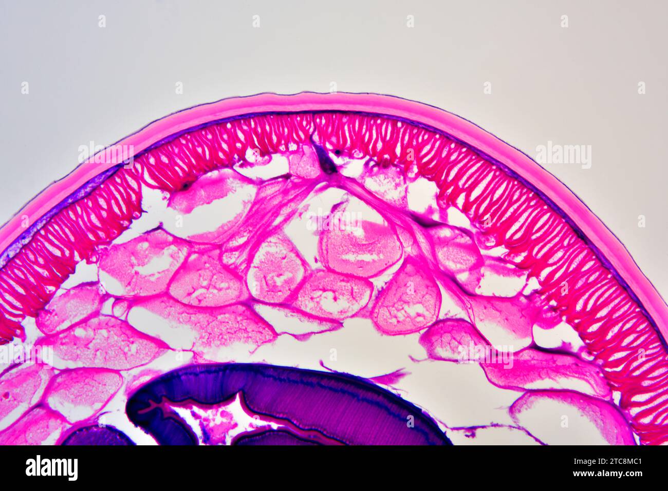 Ascaris cross section hi-res stock photography and images - Alamy