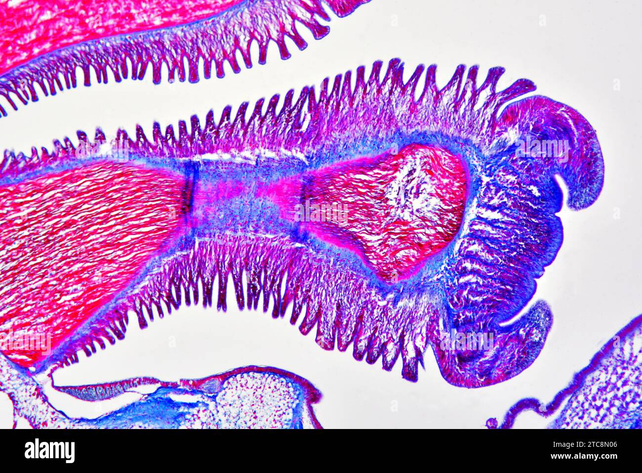 Asterias sp. cross section showing mucus glands and suckers. Light ...