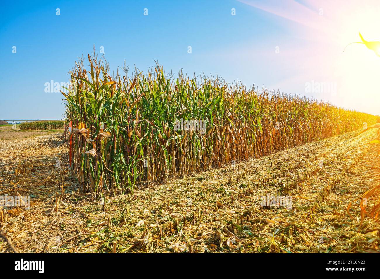 Rows of tall corn on field on sunrise at harvest Stock Photo - Alamy