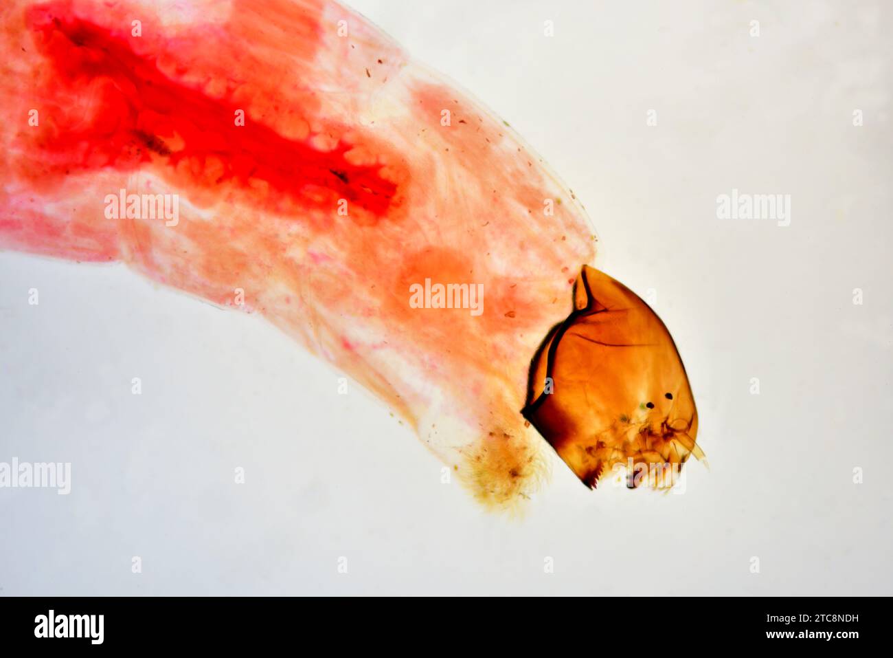 Chironomus larva, cephalic region showing head capsule, anterior ...