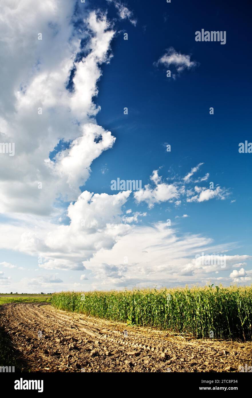 Edge of a corn field Stock Photo - Alamy