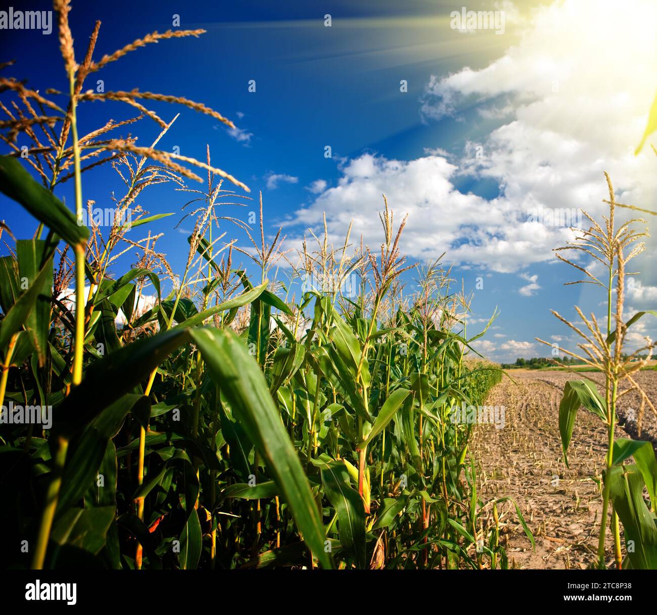 Edge of a corn field in the afternoon Stock Photo - Alamy