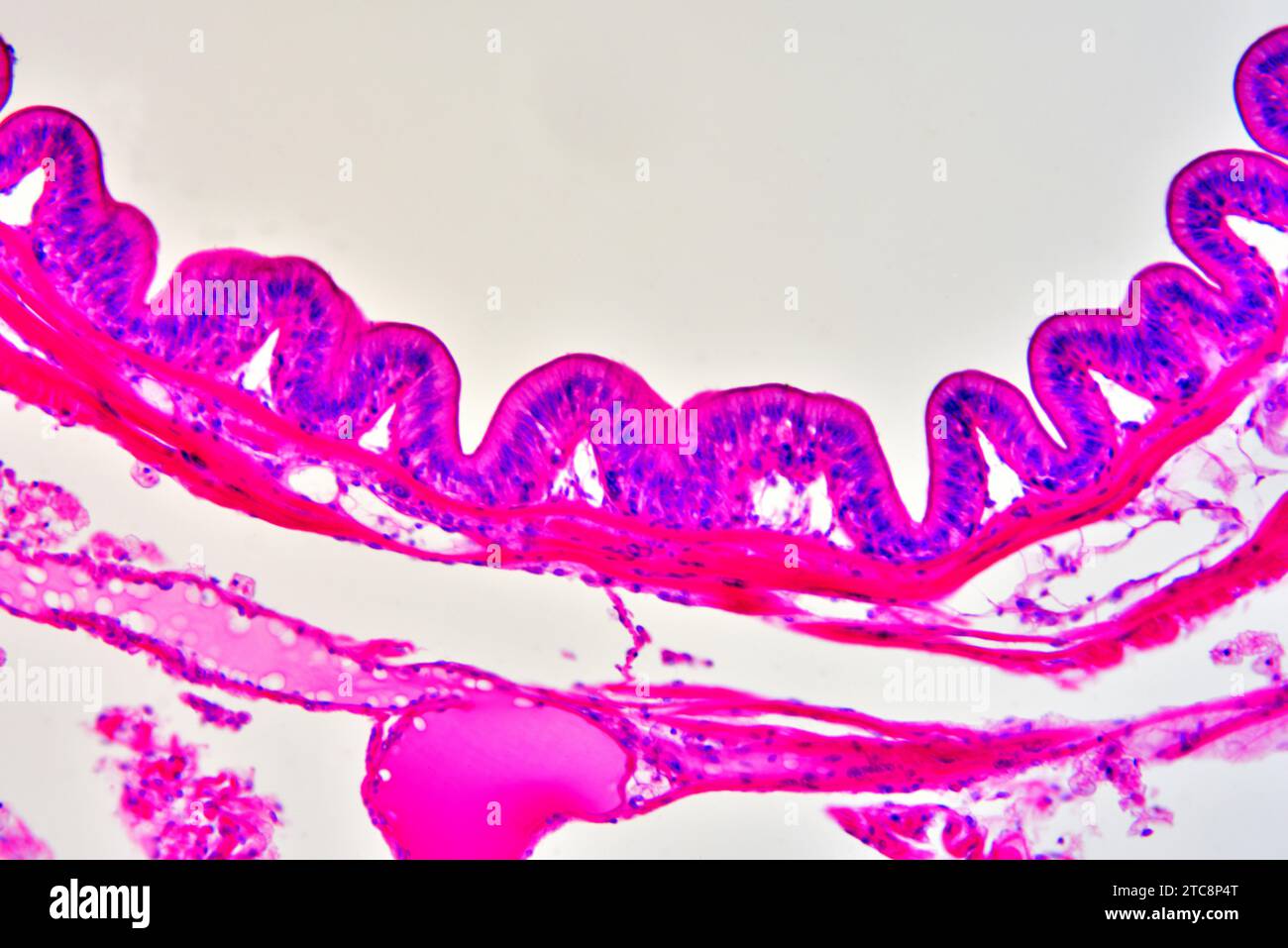 Earthworm (Oligochaeta) cross section showing intestine wall. Light ...