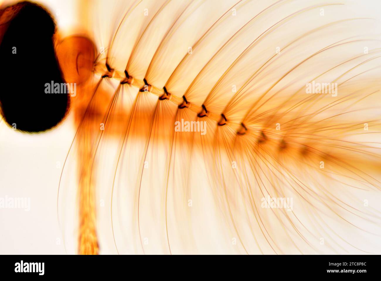 Male common house mosquito (Culex pipiens), head with antennae and ...