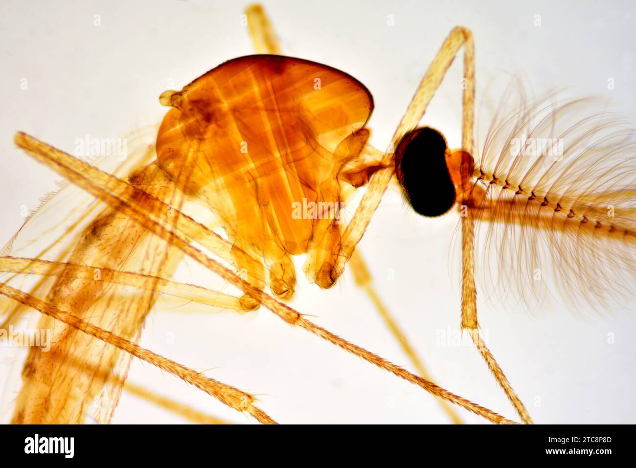 Male common house mosquito (Culex pipiens) showing head with antennae ...