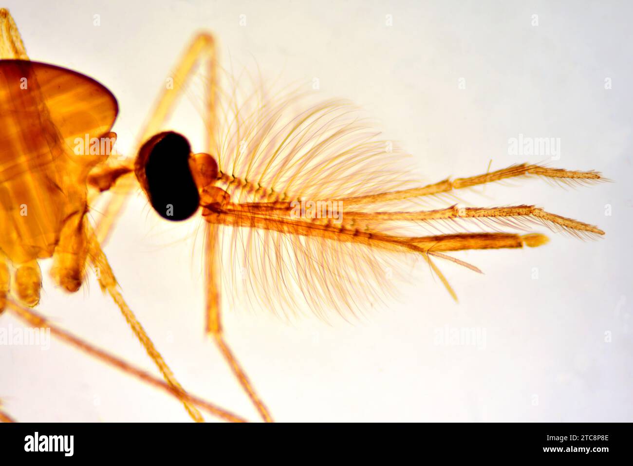 Male common house mosquito (Culex pipiens), head with antennae ...
