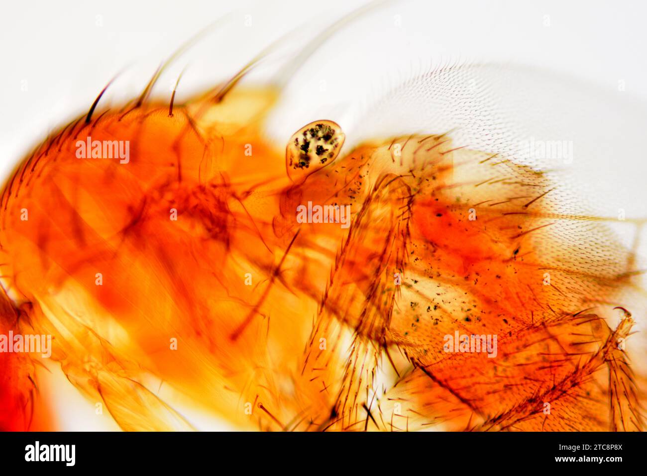 Wing fly wing microscope hi-res stock photography and images - Alamy