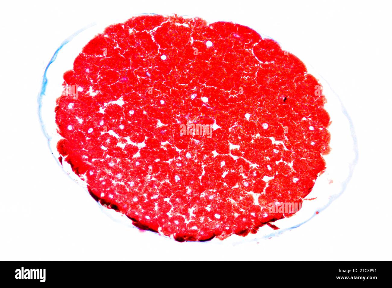 Frog embryo (morula). Light microscope X150 at 10 cm wide Stock Photo ...