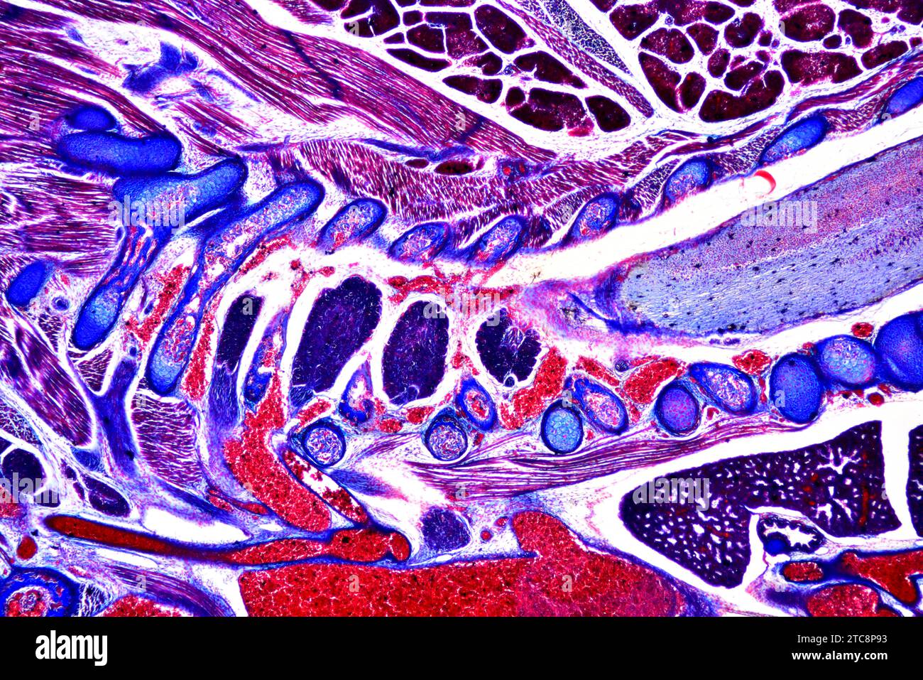 Longitudinal section of bone hi-res stock photography and images - Alamy