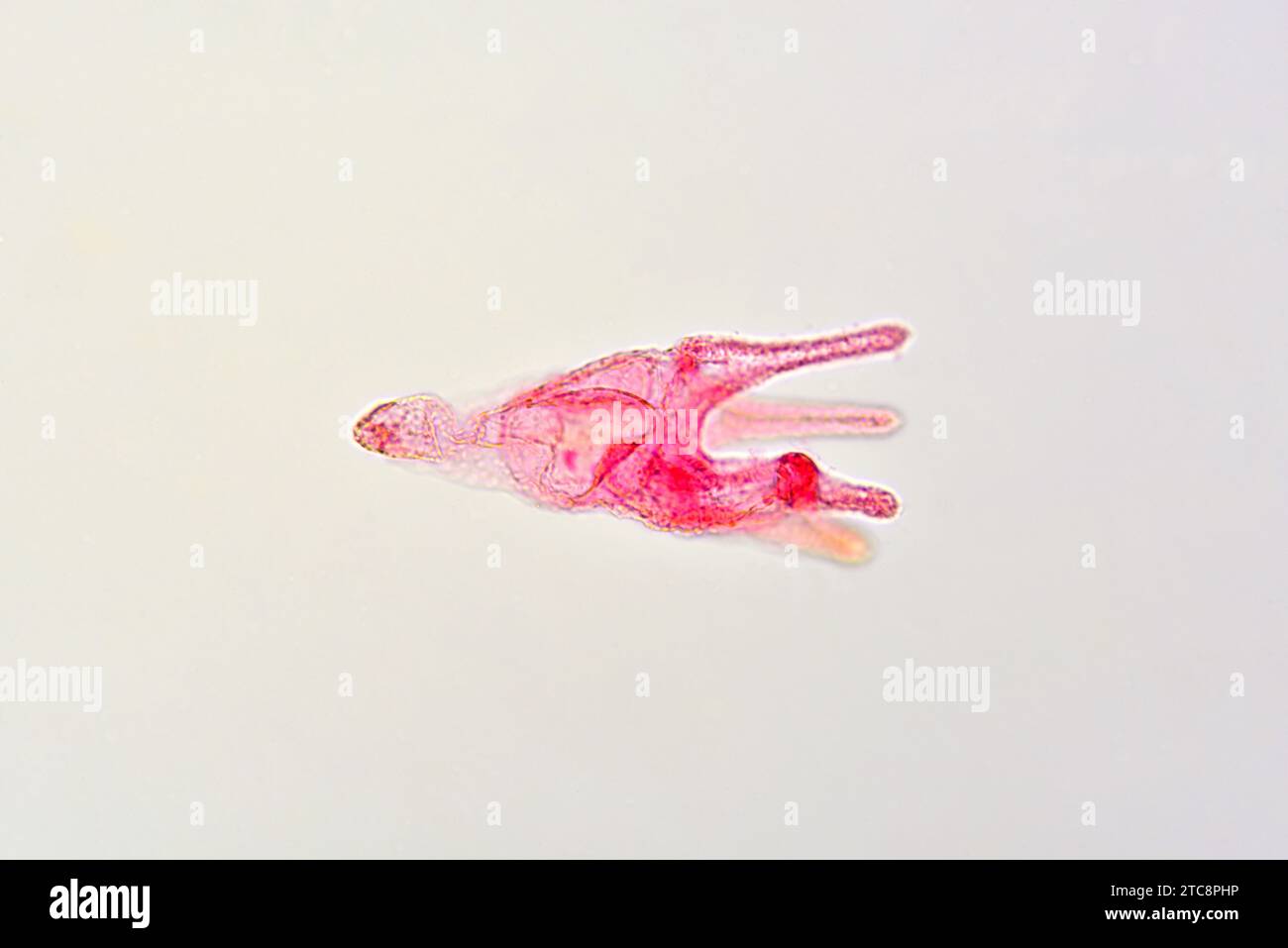 Sea urchin, Pluteus larva. Light microscope X300 at 10 cm wide Stock ...
