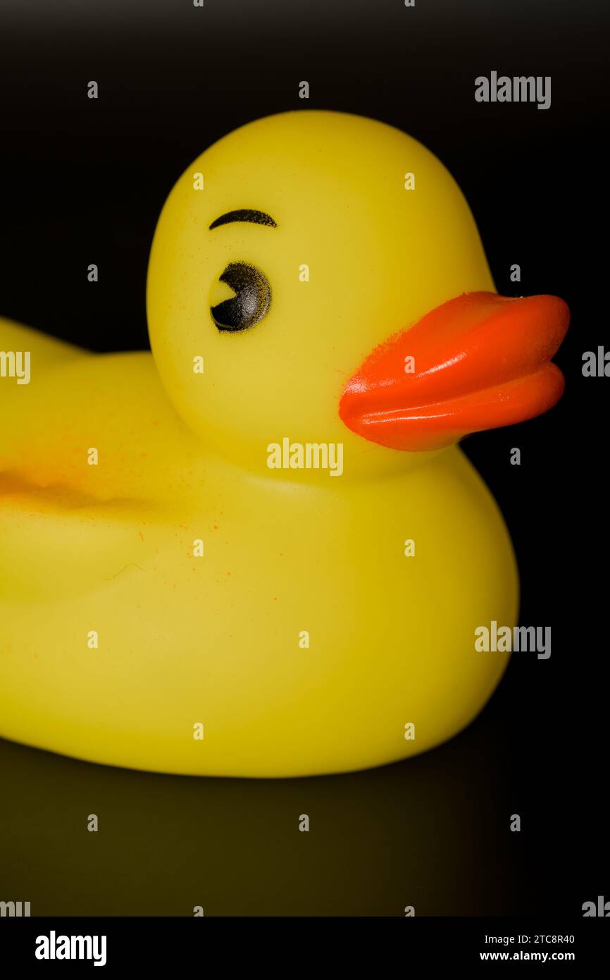 Rubber duck white background hi-res stock photography and images - Alamy