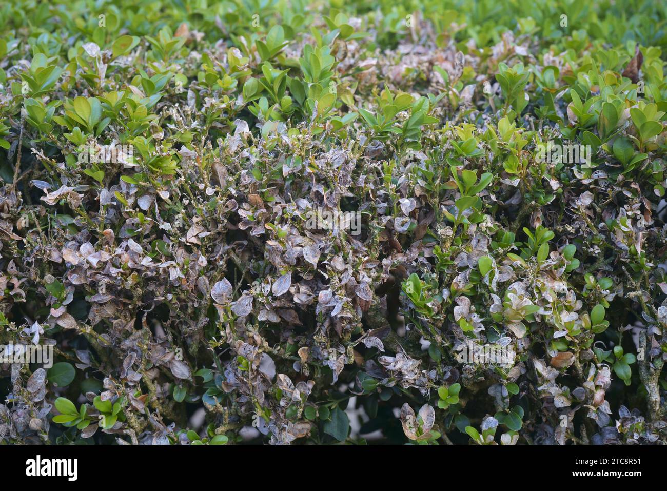Box blight hi-res stock photography and images - Alamy