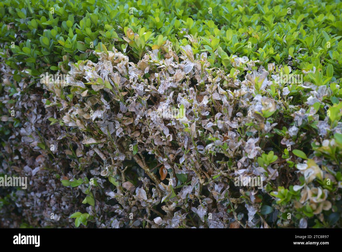 Box blight hi-res stock photography and images - Alamy