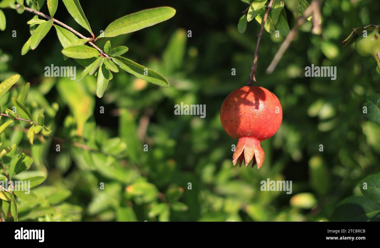 A ripe pomegranate hanging from the branch of a tree Stock Photo - Alamy