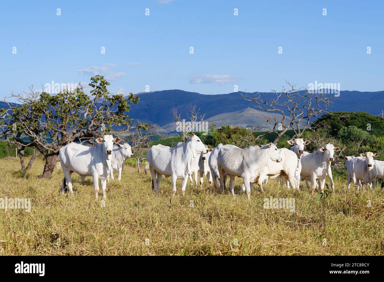 Indo brazilian cows hi-res stock photography and images - Alamy
