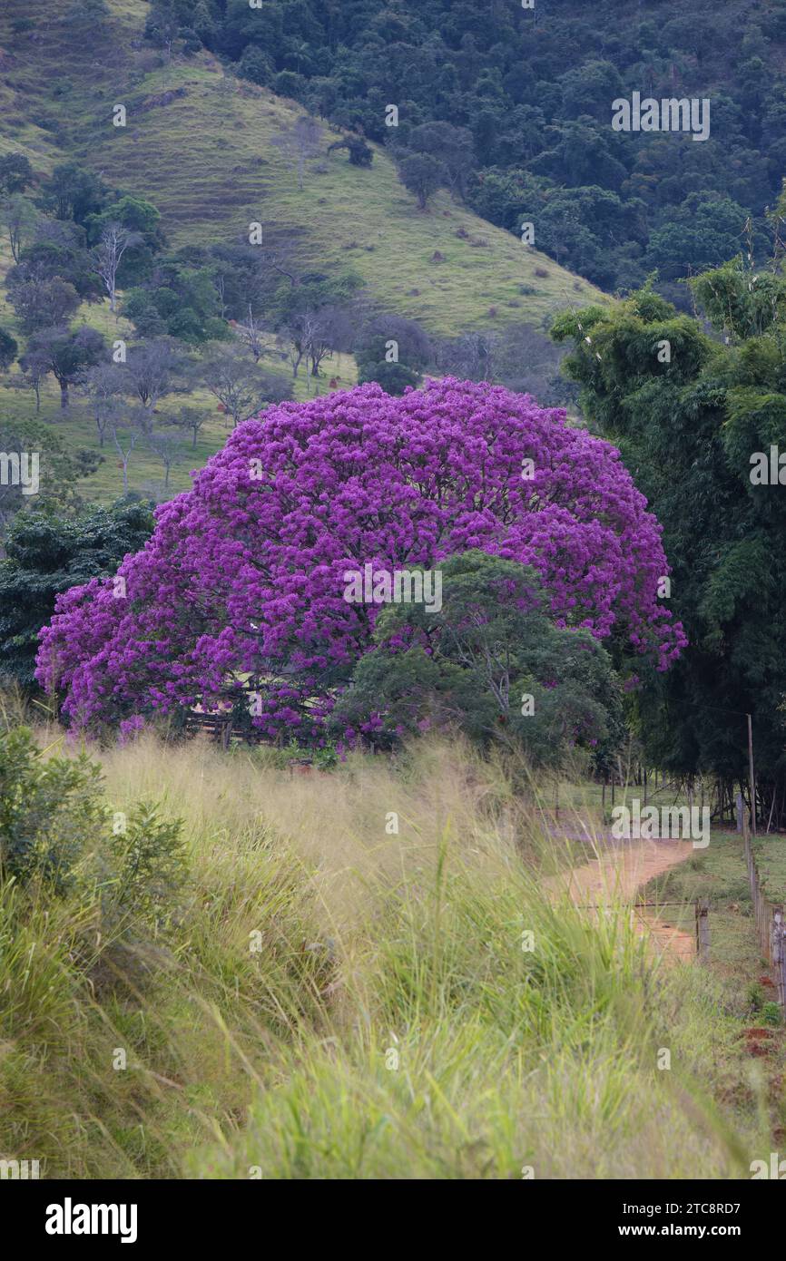 Flowering Pink Ipe tree (Tabebuia ipe) , Serra da Canastra, Minas ...