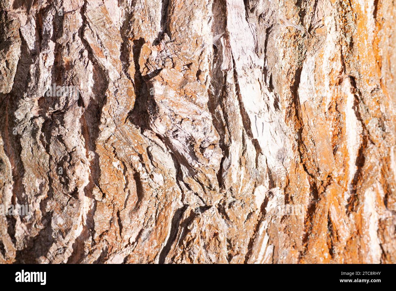 Old wood tree background or texture. Tree bark Stock Photo - Alamy