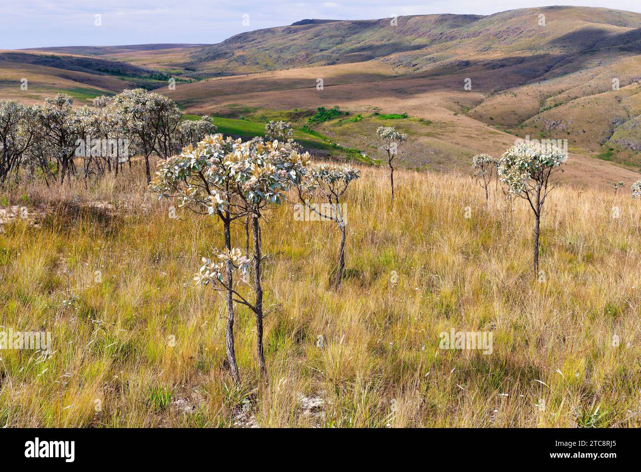 Serra da Canastra landscape and vegetation, Minas Gerais, Brazil Stock ...